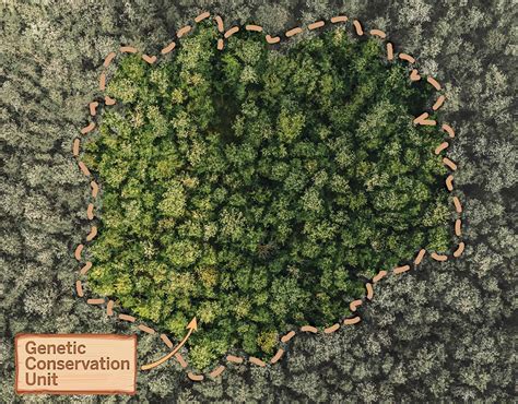 Genetic Conservation Units Euforgen European Forest Genetic Resources Programme