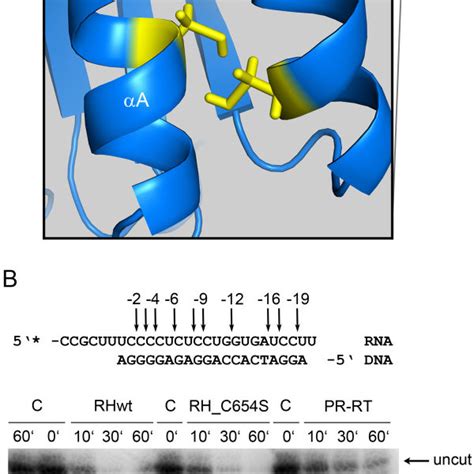 Sequence Alignment Of Different Rnase H Domains The Rnases H From