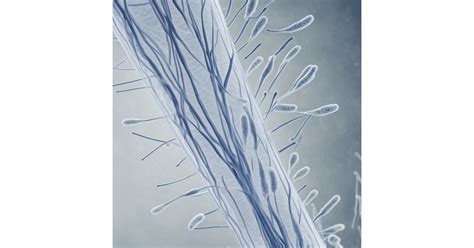 High Quality Human Lung Fibroblasts HLF Fetal For Research