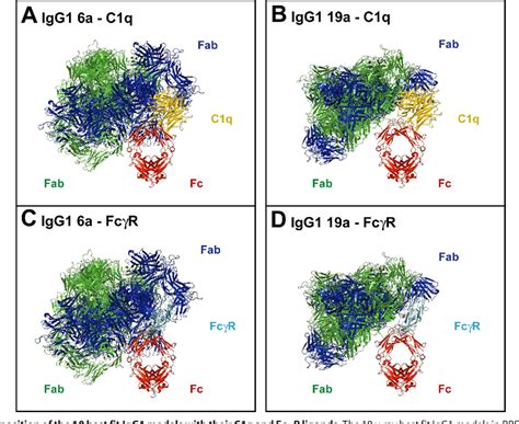 Figure 14 From The Solution Structures Of Two Human Igg1 Antibodies Show Conformational
