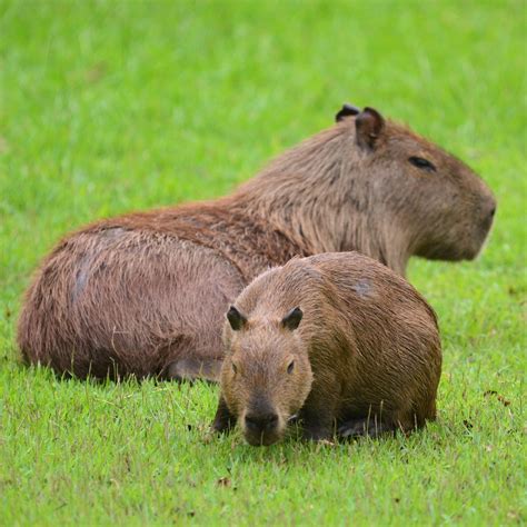 100 Ücretsiz Capybara Ve Doğa Görseli Pixabay