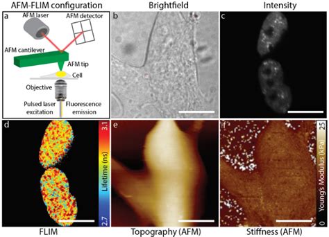 Correlative Afm And Flim Imaging Of Neuron Like Shsy 5y Cells Download Scientific Diagram