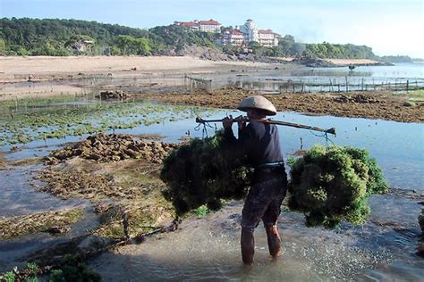 Kappaphycus Cabi Compendium