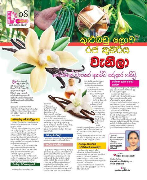 Department Of Export Agriculture කුළුබඩු ලොව රජ කුමරිය වැනිලා ගෙවත්තේ වගාකර අතමිට සරුකර