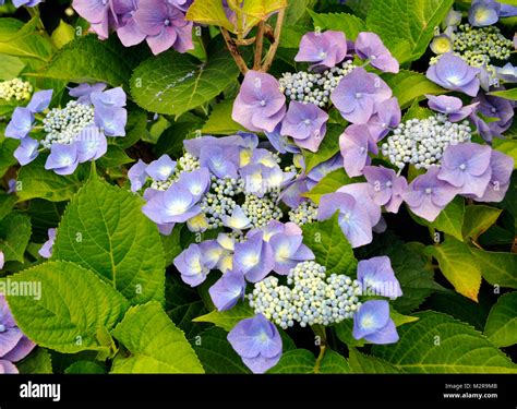 Blue Blossoming Hortensia Hydrangea Macrophylla Sort Blue Bonnet