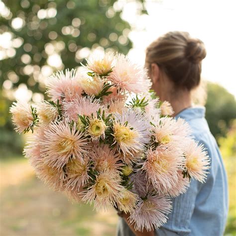 China Aster Valkyrie Chamois Floret Library