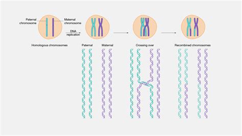 What Is Recombination