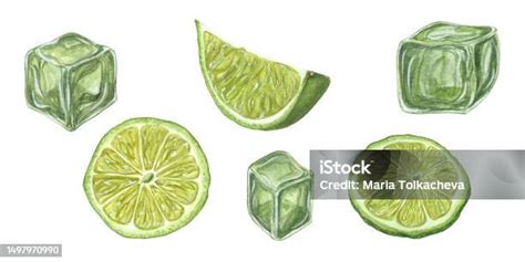 라임 조각의 수채화 세트 흰색 배경에 분리된 녹색 얼음 조각 메뉴 축하 디자인 칵테일 파티 전단지 포스터에 대한 식물 삽화 0명에 대한 스톡 벡터 아트 및 기타 이미지