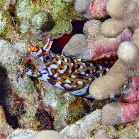 Dragon Moray Eel Diet Habitat And Life Cycle