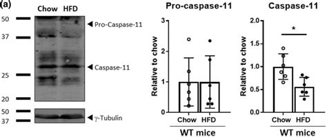 Hfd Does Not Activate Non Canonical Inflammasome Pathways A Abundance Download Scientific