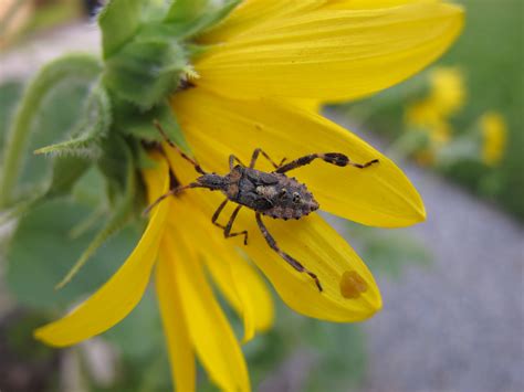 Assasin Bug3 2010 Ipm Pest Advisories