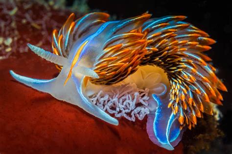 Nudibranchs Species A Collage Of Nudibranch Colors Smithsonian Ocean