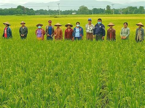 မျိုးသန့်မျိုးစေ့ထုတ်စိုက်ခင်းကွက်များအား နောက်ဆုံးအကြိမ် မျိုးကွဲနုတ်ပယ်ခြင်းနှင့် ပိုးမွှား