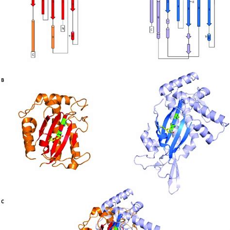 Site Specific Integration Mediated By Rep TrwC And TrwC Rep Using And Download Table