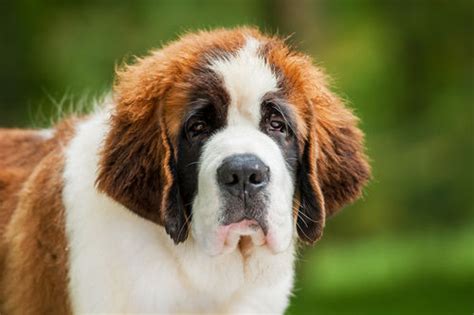 【プロドッグトレーナー監修】セント・バーナードは初心者が飼って大丈夫？首の樽は何？性格や平均寿命は？｜hotto（ホット）