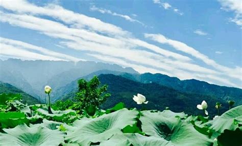 2025王莽乡千亩荷花门票 西安王莽乡千亩荷花游玩攻略 王莽乡千亩荷花游览攻略路线 地址 门票价格 去哪儿攻略