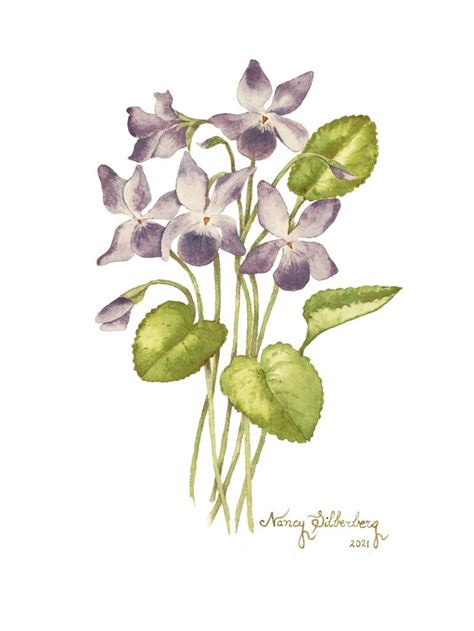 Viola Odorata