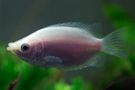 Samurai Gourami Care Diet Tank Size Breeding And Disease Fish Laboratory
