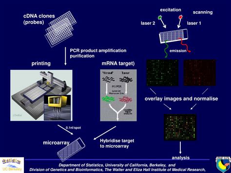 Ppt Cdna Microarrays On Glass Slides Powerpoint Presentation Free