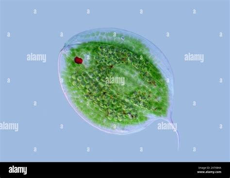 Polarised Light Micrograph Of A Phacus Sp Euglenoid Protozoan It Is