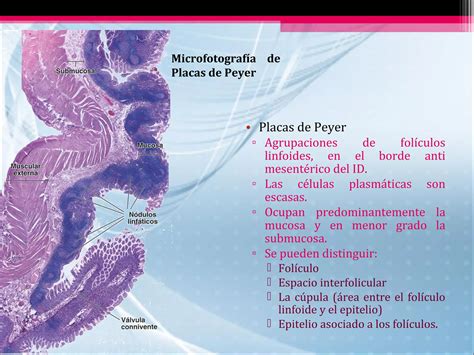 Histologia Estomagoduodeno Y Yeyuno Ppt