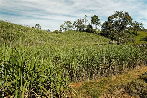 Costa Rica Landscape With The Sugar Cane Plantation Green Field Blue
