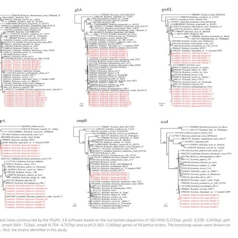 Phylogenetic Trees Constructed By The Phyml 30 Software Based On The