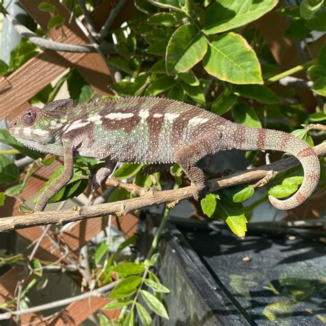 West Coast Chameleon West Coast Chameleon Brothers