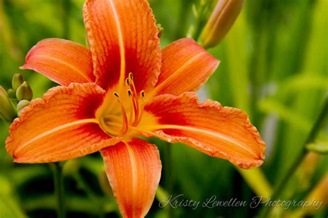 Trouble Kitty Kristy Lewellen Photography