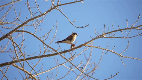 American Kestrel Grabbing Mouse In Beak Stock Footage Sbv 348402563 Storyblocks