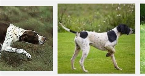 Pointer Array Rprogrammerhumor