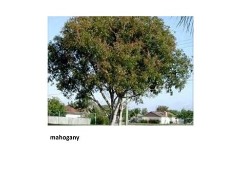 Division Anthophyta Pptx