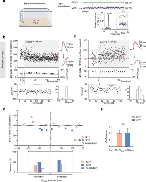 Light Anaesthesia Status Promotes In Vivo Corticostriatal Bidirectional