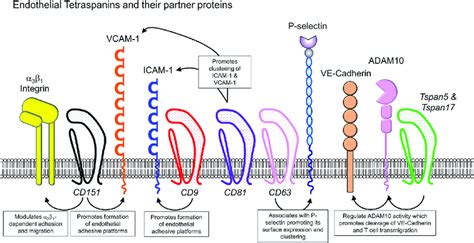 Endothelial Cell Expressed Tetraspanins And Co Expressed Proteins