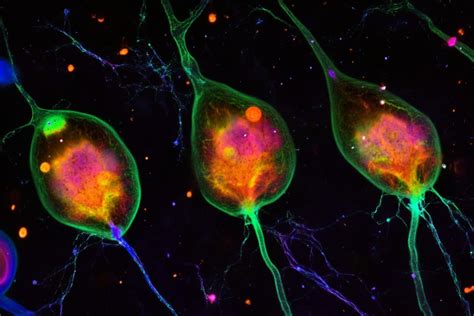 Hidden Neural Stem Cells May Hold Key To Brain Regeneration Neuroscience News