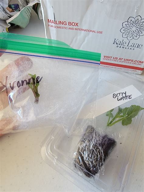 Taking Dahlia Cuttings Page 14 Growing Dahlias