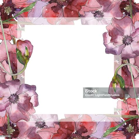 자주색 빨간 양 귀 비 꽃 식물 꽃입니다 수채화 배경 그림 설정 합니다 프레임 테두리 장식 스퀘어입니다 그리기에 대한 스톡 벡터 아트 및 기타 이미지 Istock