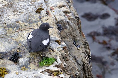 Black And White Notes From A California Naturalist
