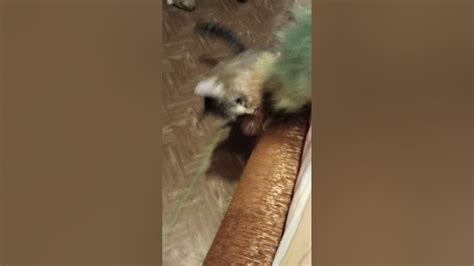 кошка белка с пипидастром и саморезиком играется Youtube
