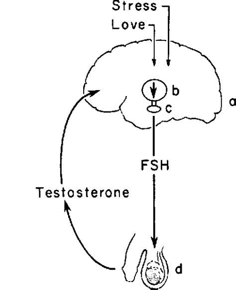 Figure From The New Sex Therapy Active Treatment Of Sexual Dysfunctions Semantic Scholar