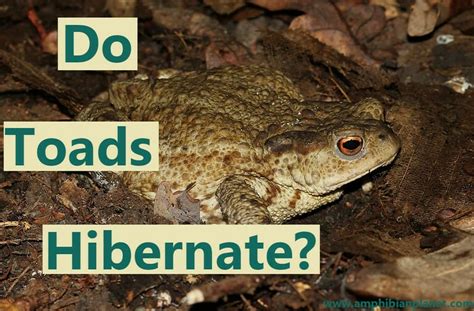 Where Do Toads Go In The Winter Do They Hibernate