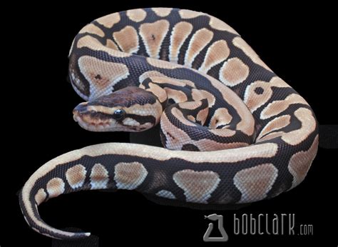 Desert Ball Python Traits Morphpedia Desert Ball Python Traits Morphpedia