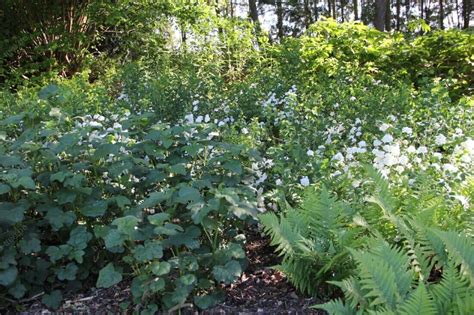 Climate Adaptive Garden And More Biodiversity The Advantages