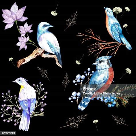 수채화 요소 집합입니다 숲의 새 꽃 주니퍼 엽서와 디자인을 위한 장미 엉덩이 0명에 대한 스톡 벡터 아트 및 기타 이미지 0명 12월 검은색 Istock