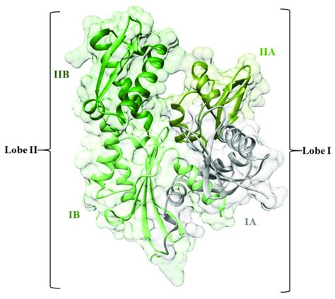 The 3 D Crystal Structure Of The Hsp72 Nbd Protein Pdb Code 5mks