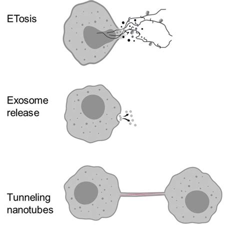 Different Cell Structures That Allow Cells To Communicate And Perform