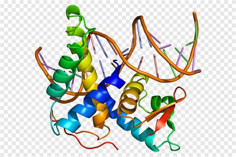 Tfdp2 E2f5 E2f4 Protein Protein Transcription Factor Dp Png Pngegg