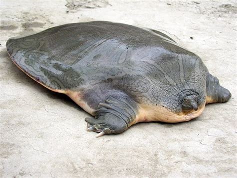 A Turtle Without Its Shell 9gag