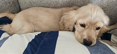 Disponible Chiot Cocker Blonde Femelle 4 Mois Chiens Et Chiots à