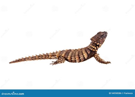 Girdled Armadillo Lizard Facts Description Habitat Size Pictures
